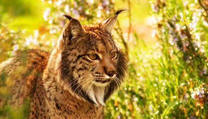 The Iberian Lynx watching tour of Doñana + Andújar